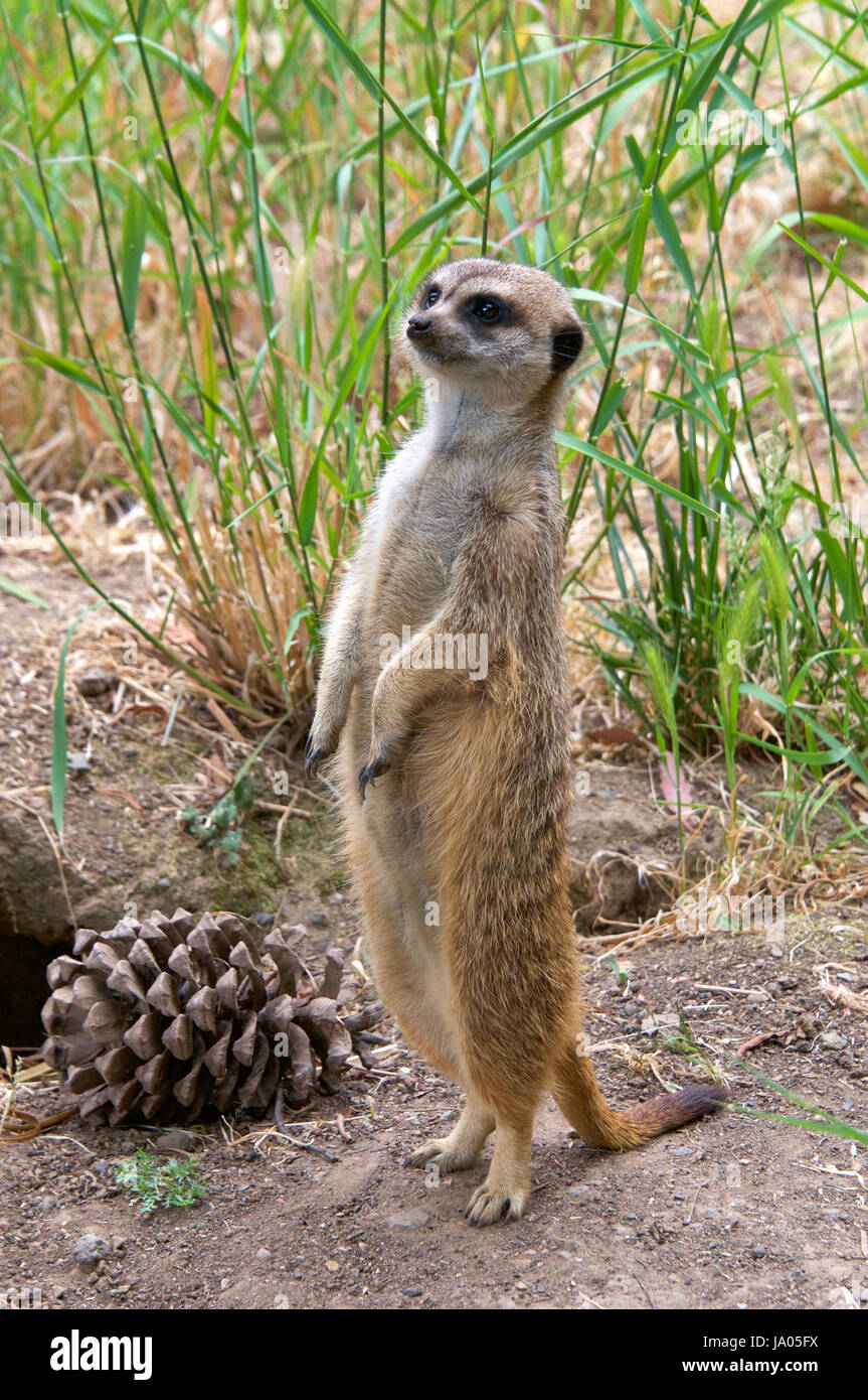 One meerkat standing on hind legs looking for predators, tall grass in ...