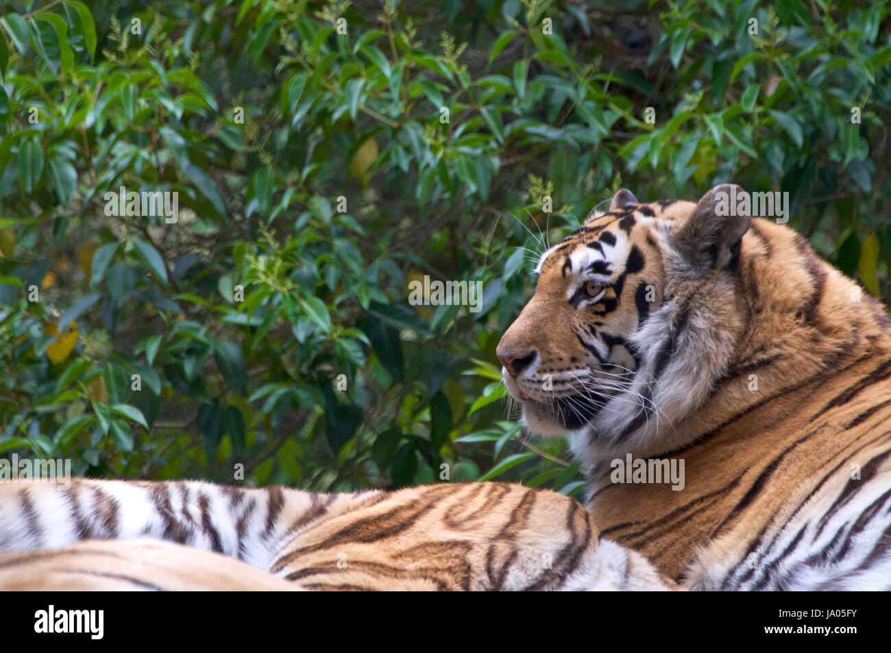 Dangerous tiger hi-res stock photography and images - Alamy
