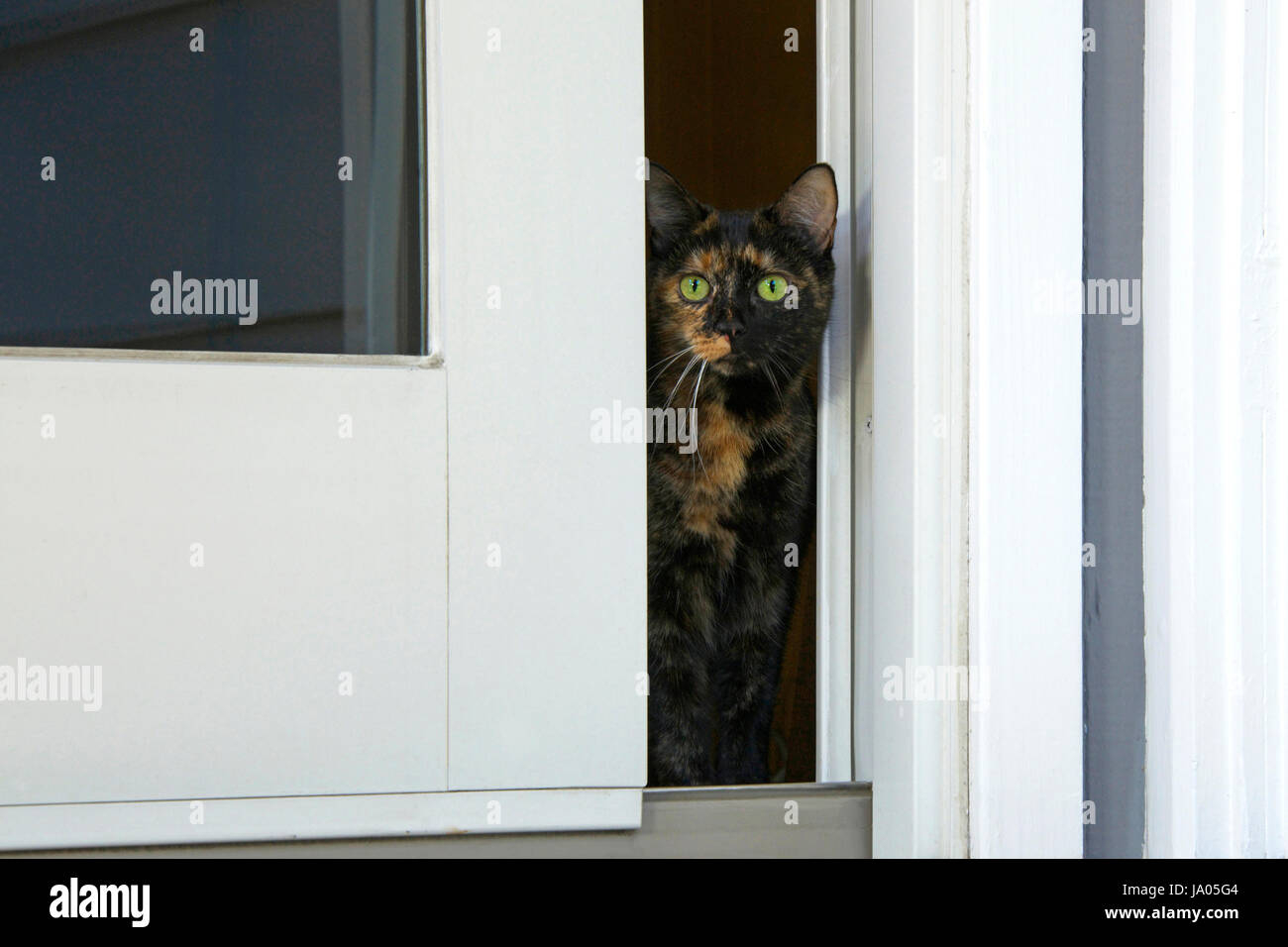 Cat Sliding Under A Door at Lea Blackburn blog
