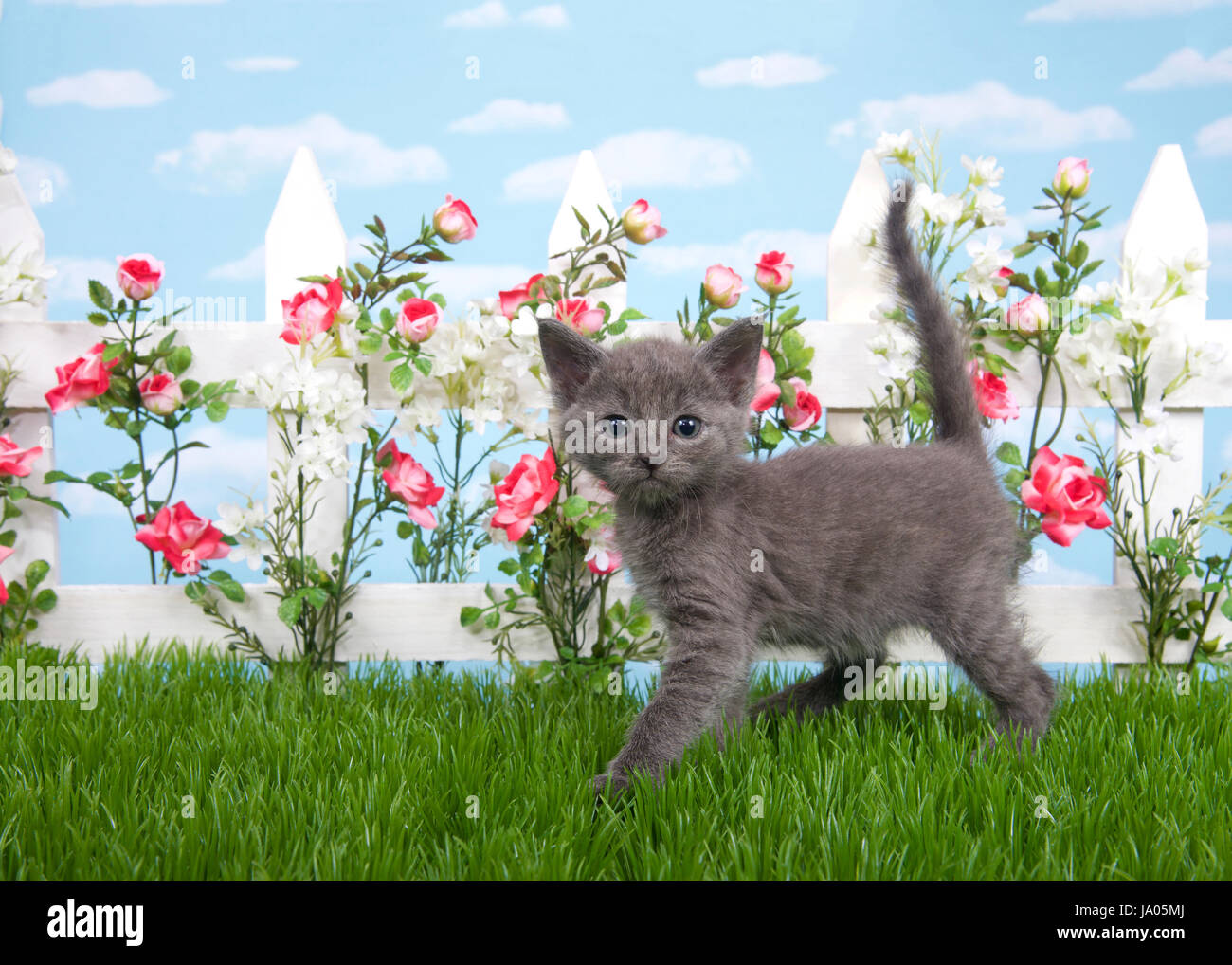 Fluffy gray kitten standing sideways in grass, looking at viewer. White ...
