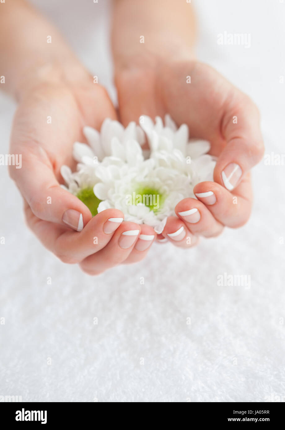 Closeup of french manicured hands holding flowers at spa center Stock ...