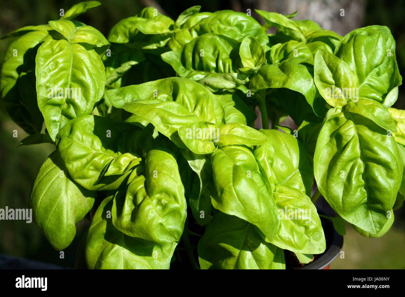 Italian basil leaves Stock Photo - Alamy