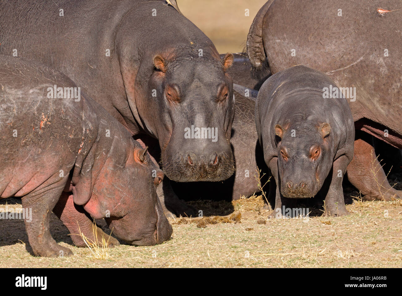 mammal, wildlife, hippopotamus, hippo, calf, group, familiy, family ...