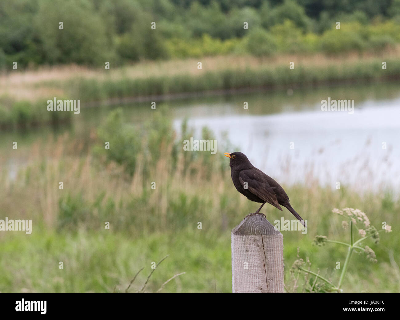 Country animal park hi-res stock photography and images - Alamy