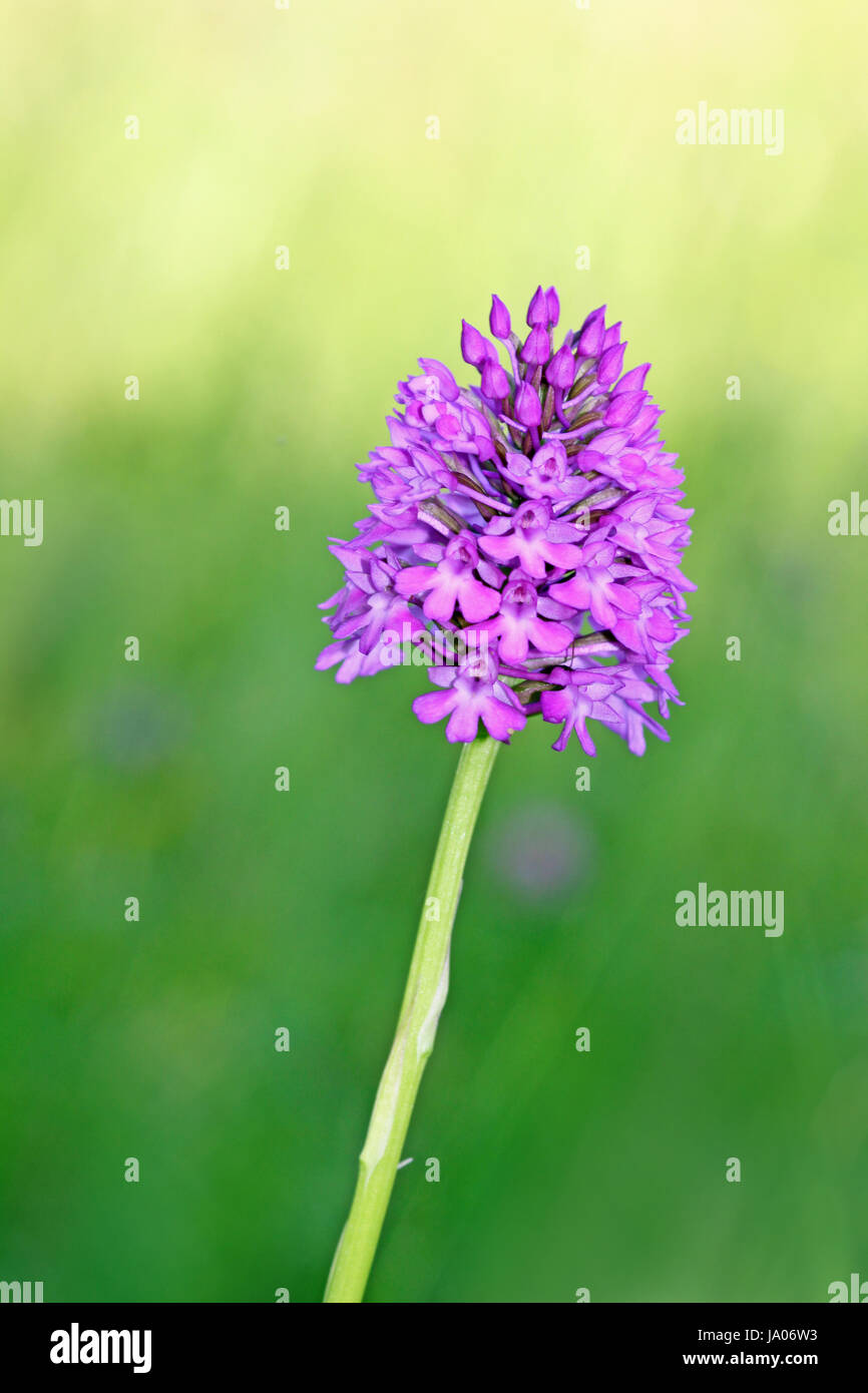 Pyramidal format hi-res stock photography and images - Alamy