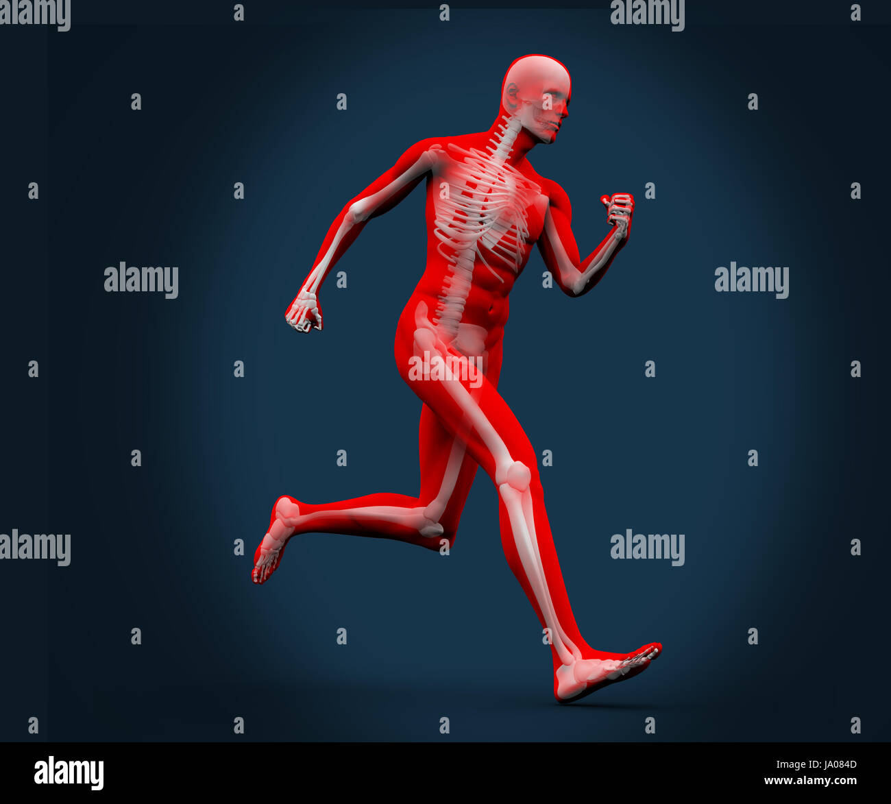 Strong bones healthy human hi-res stock photography and images - Alamy