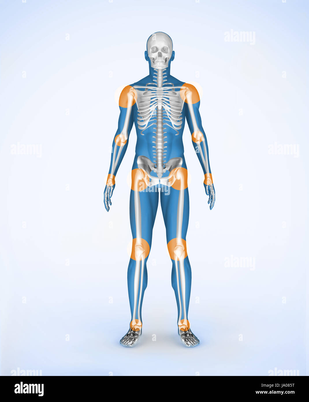 Joints of a blue digital skeleton body Stock Photo - Alamy