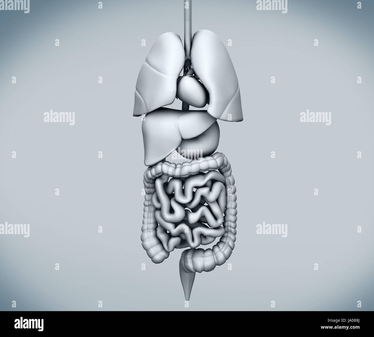 Assembled human organs against a grey background Stock Photo - Alamy