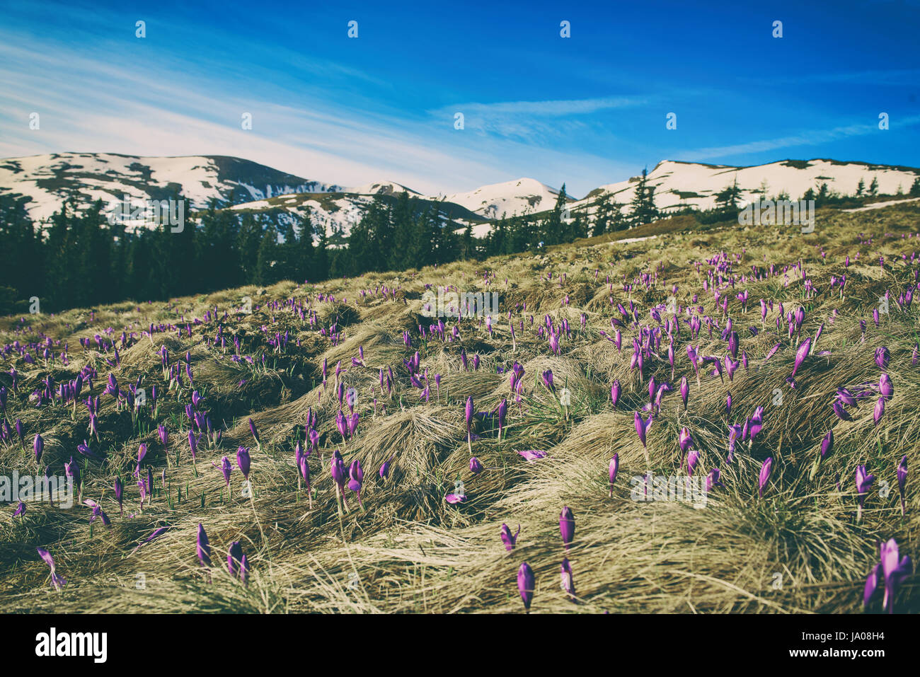 Landscape with crocuses Stock Photo - Alamy