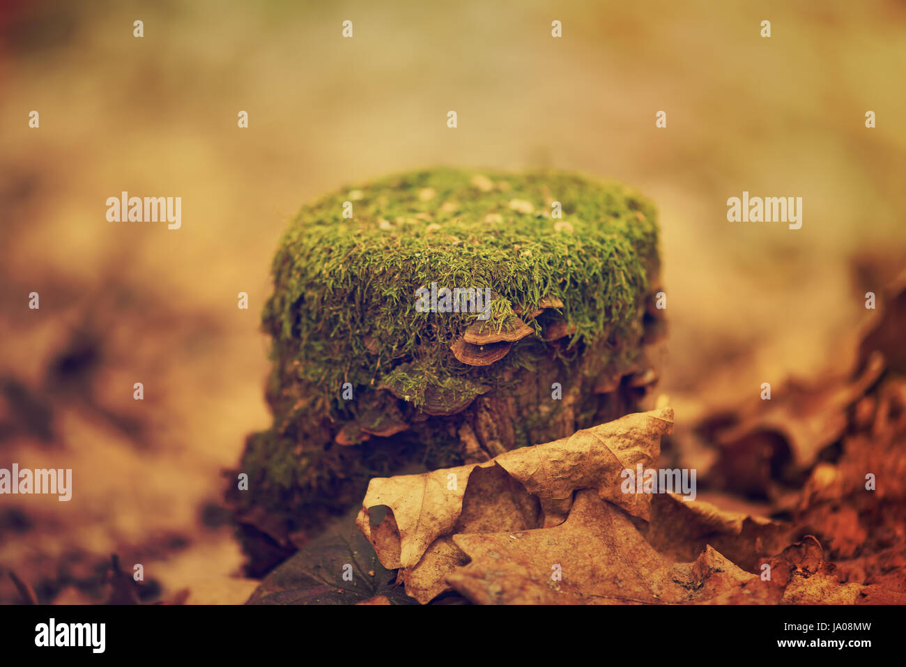 Stump with moss Stock Photo - Alamy