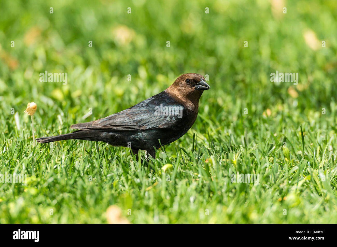 Male Brown-headed Cowbird Stock Photo - Alamy