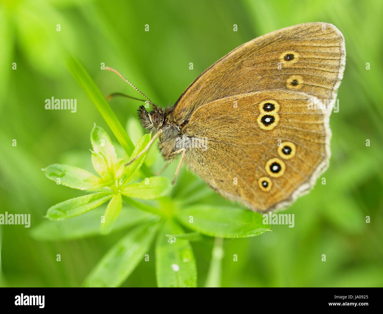 insect, insects, butterfly, chimney-sweeper, insect, insects, butterfly ...