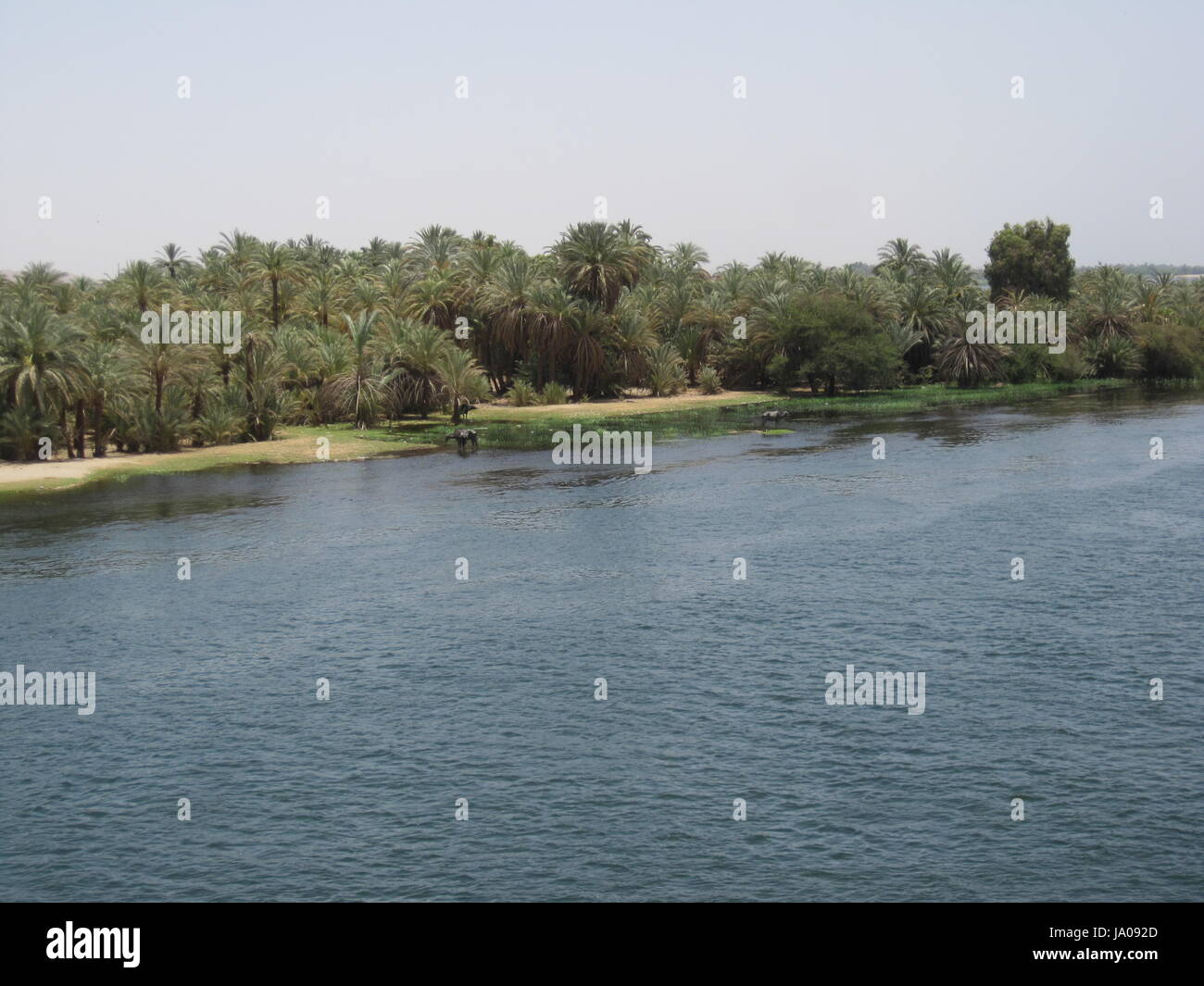 Nile river egypt palmtrees hi-res stock photography and images - Alamy