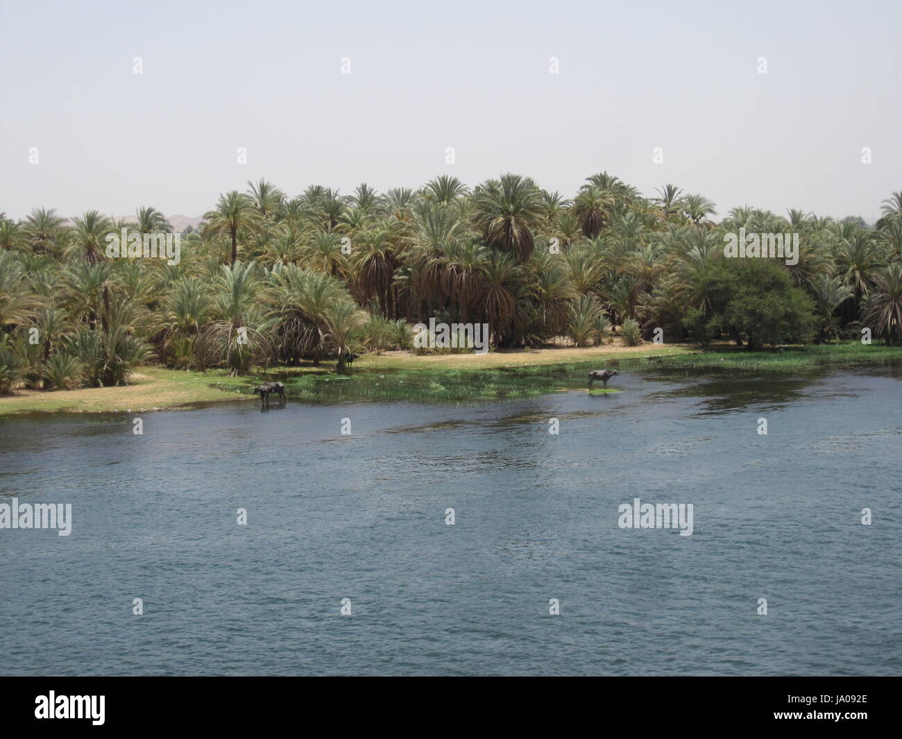 Nile river egypt palmtrees hi-res stock photography and images - Alamy