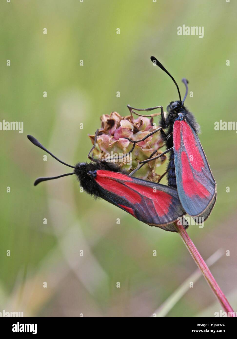 butterfly, butterflies, mating, mate, red, bloom, blossom, flourish ...