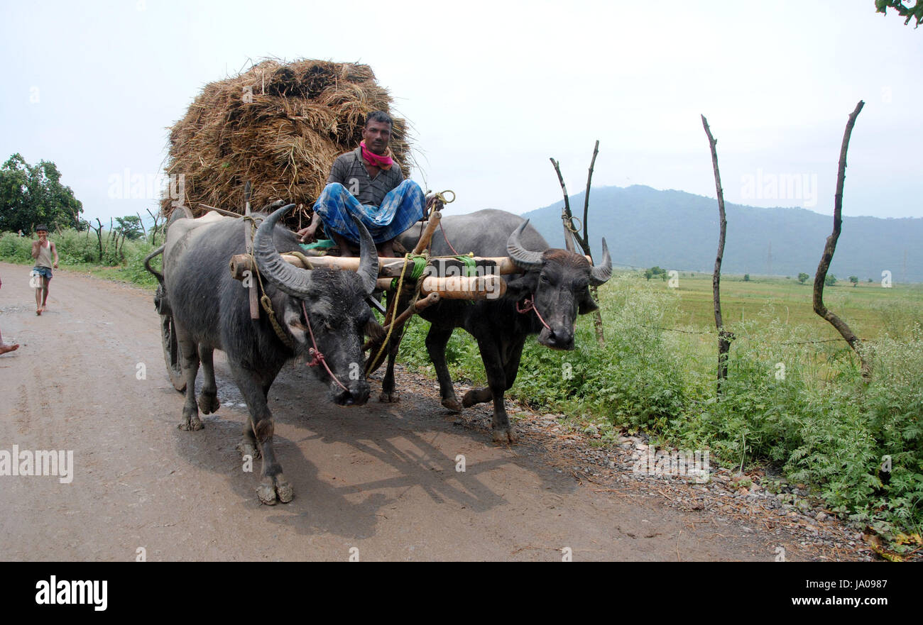 Guwahati, India. 03rd June, 2017. Indian farmers carry harvested paddy ...