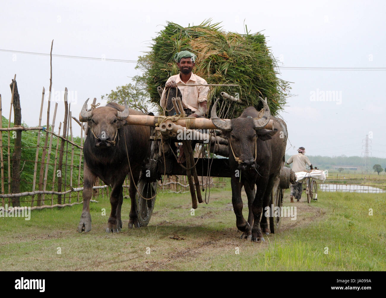 Guwahati, India. 03rd June, 2017. Indian farmer carry harvested paddy ...