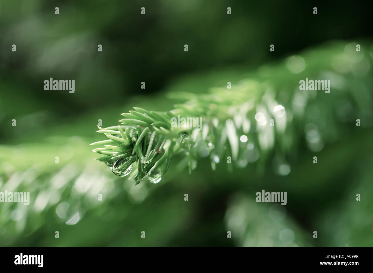 Wet pine tree Stock Photo - Alamy