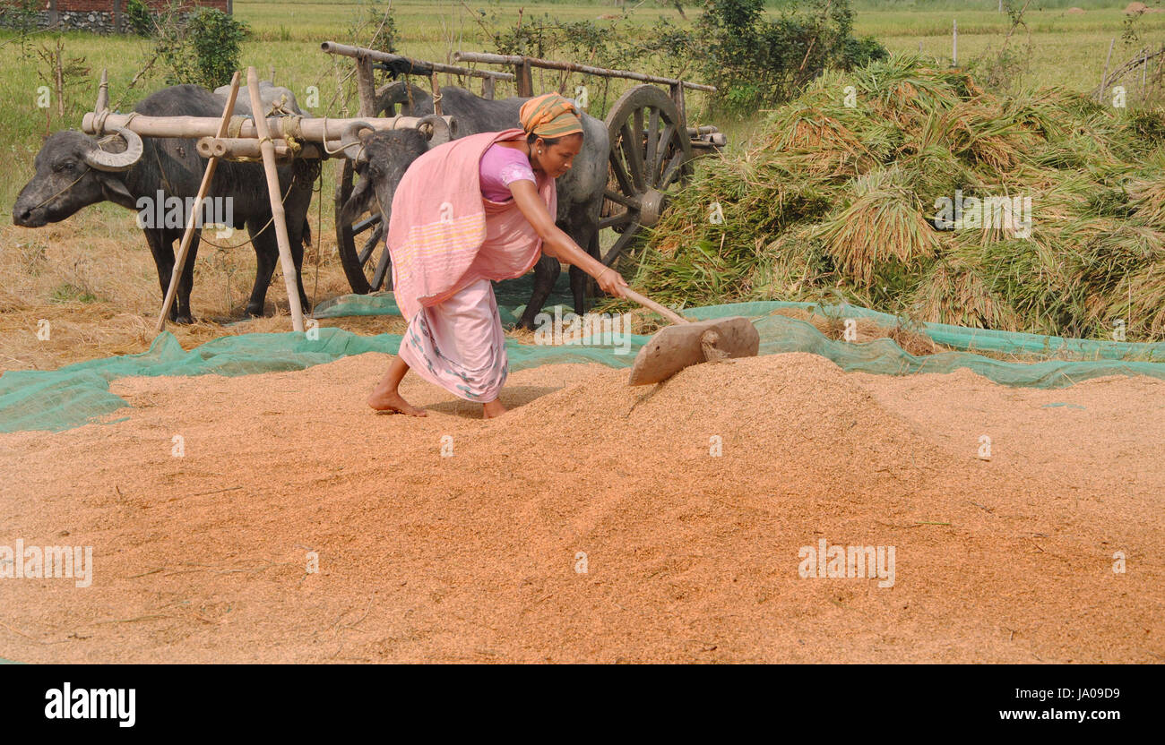 Mayong village hi-res stock photography and images - Alamy