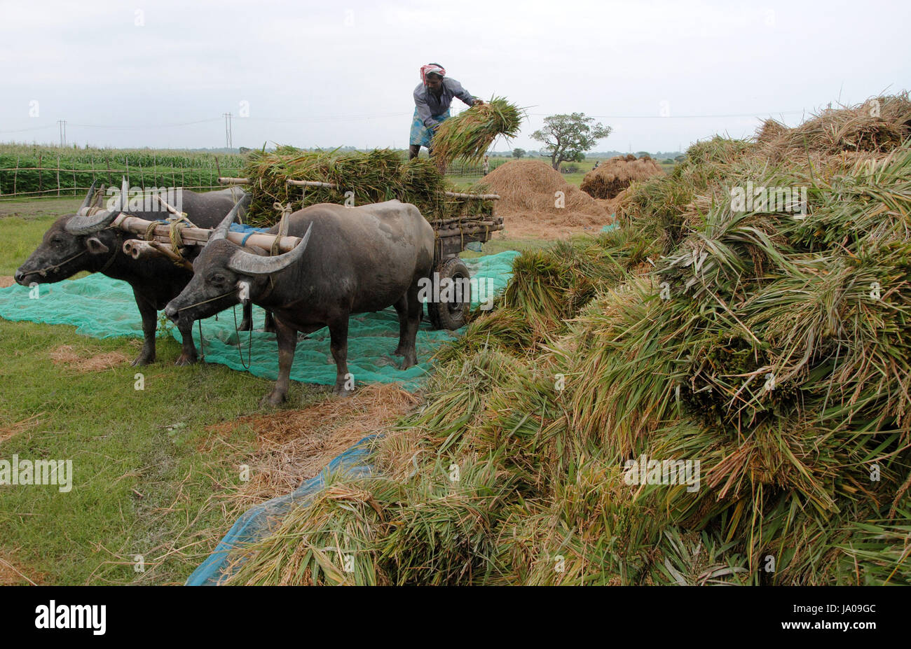 Guwahati, India. 03rd June, 2017. Indian farmer unload harvested paddy ...