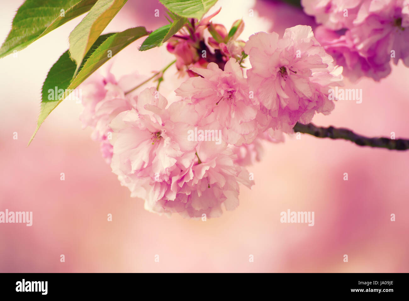 Sakura flowers blooming Stock Photo - Alamy