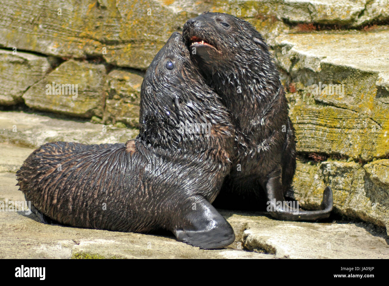 Animal with fins hi-res stock photography and images - Alamy