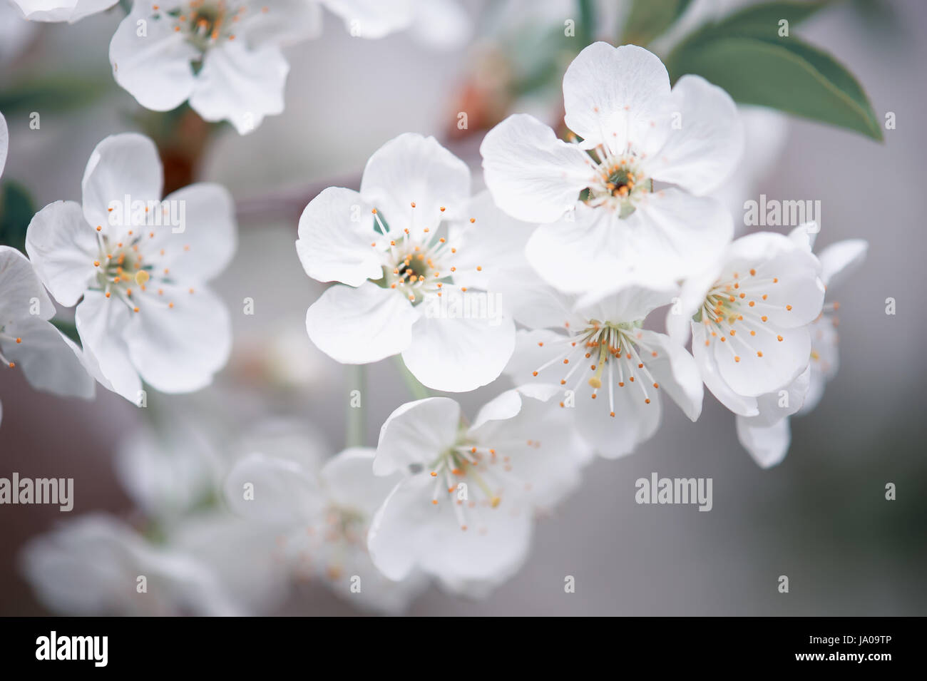 Cherry spring flowers Stock Photo - Alamy