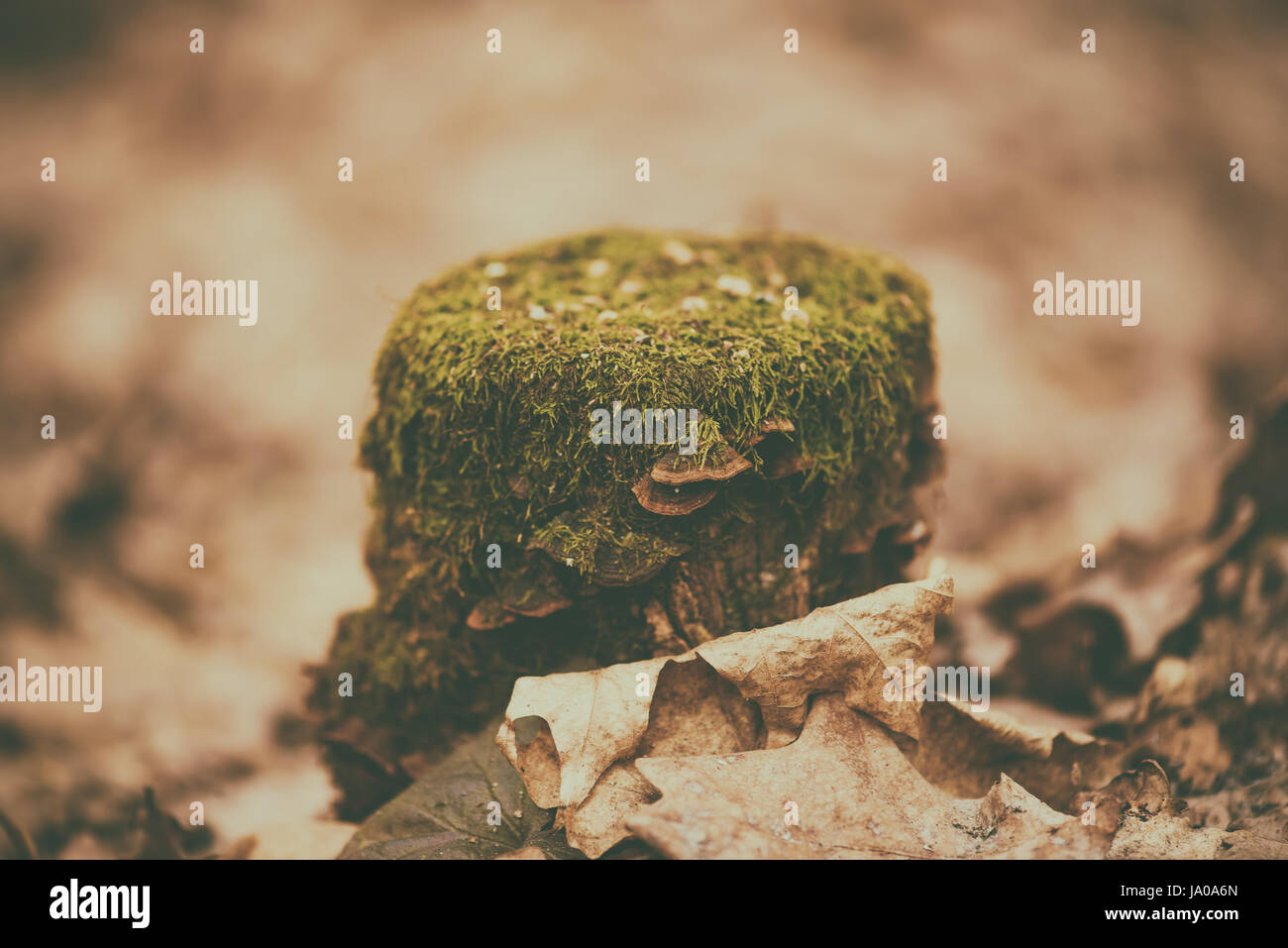Stump with moss Stock Photo - Alamy