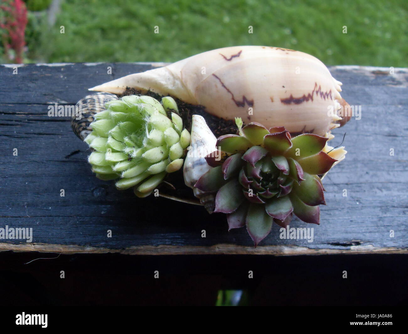 flower, flowers, plant, shell, decoration, flower, flowers, plant ...