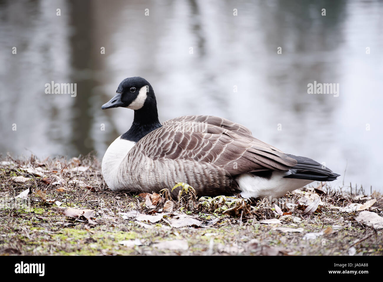 Canada goose bird Stock Photo - Alamy