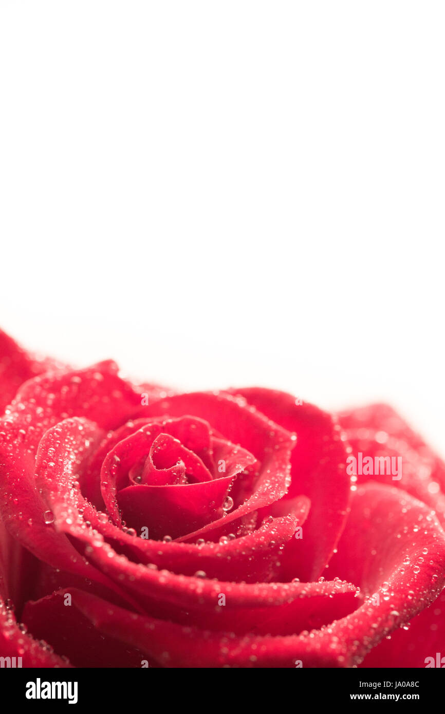 Pink rose with dew drops on white background Stock Photo - Alamy