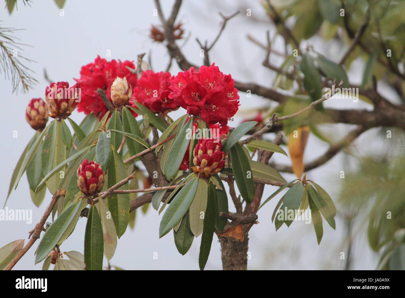 rhododendron arboreum (burans Stock Photo - Alamy