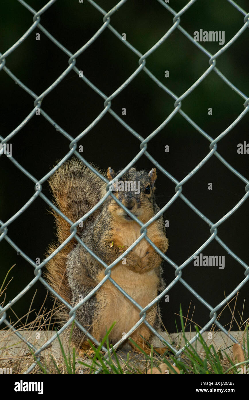 Fox Squirrel in jail! Stock Photo - Alamy