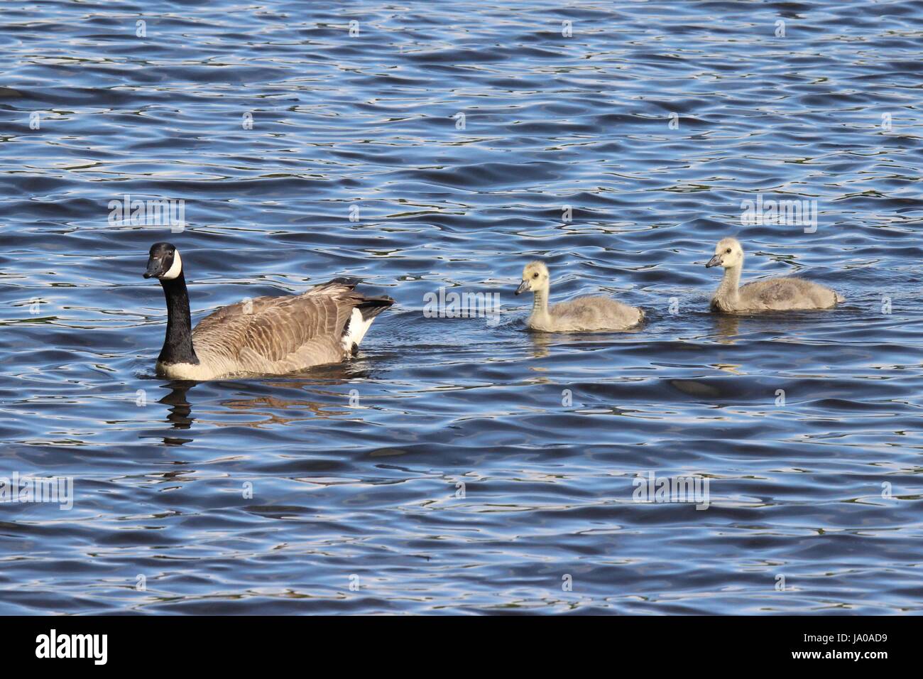 Group wild canadian geese swimming hi-res stock photography and images ...