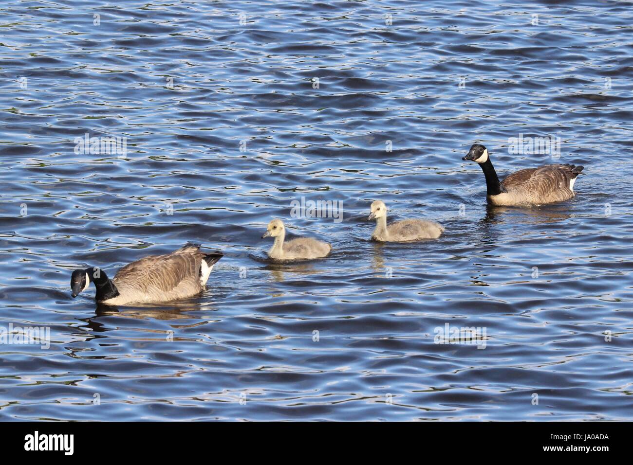 Group wild canadian geese swimming hi-res stock photography and images ...
