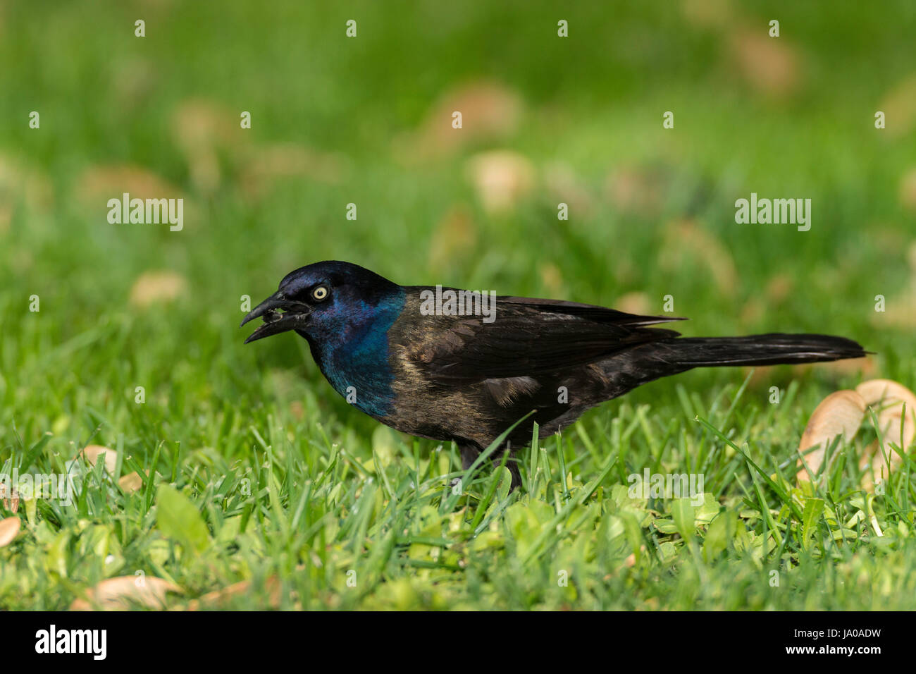 Common Grackle on suet feeder Stock Photo - Alamy