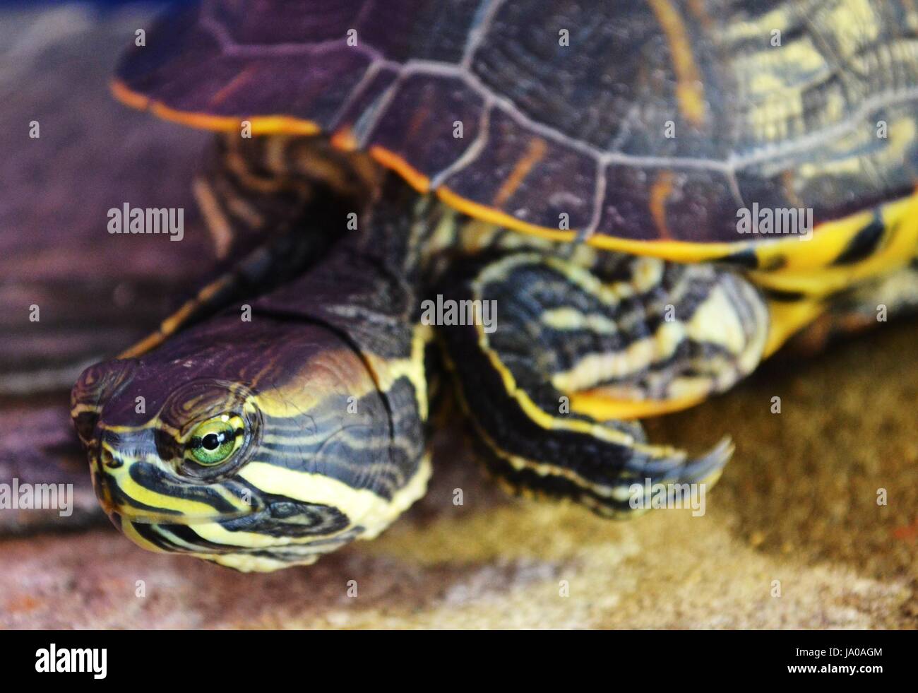 reptile, animals, armour, terrapin, water, turtle, tortoise, legs ...