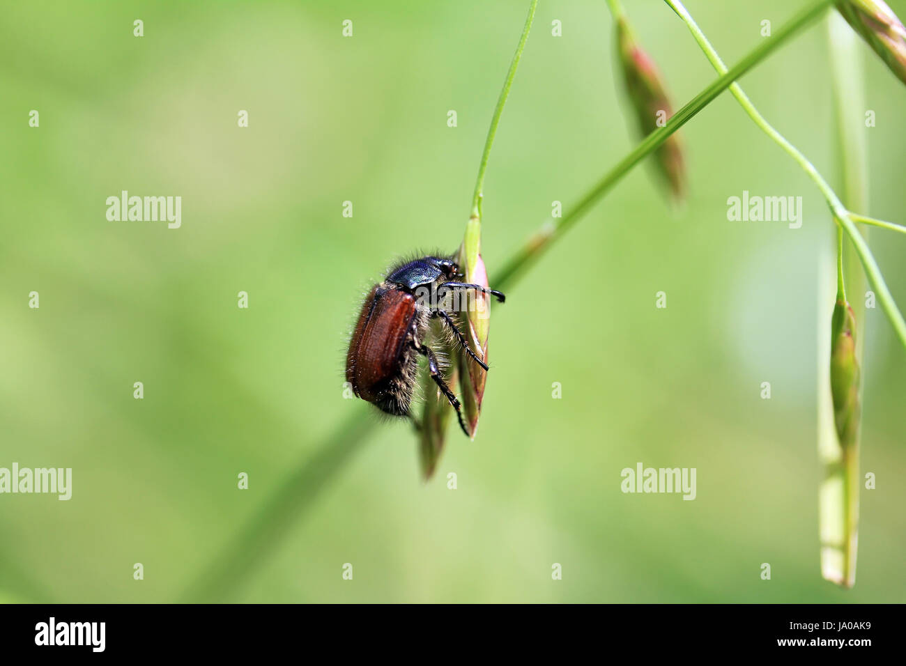 the garden chafer Stock Photo - Alamy