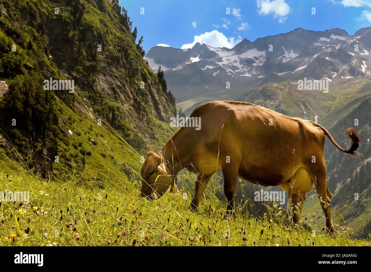 mountains, agriculture, farming, alps, hike, go hiking, ramble, cow ...