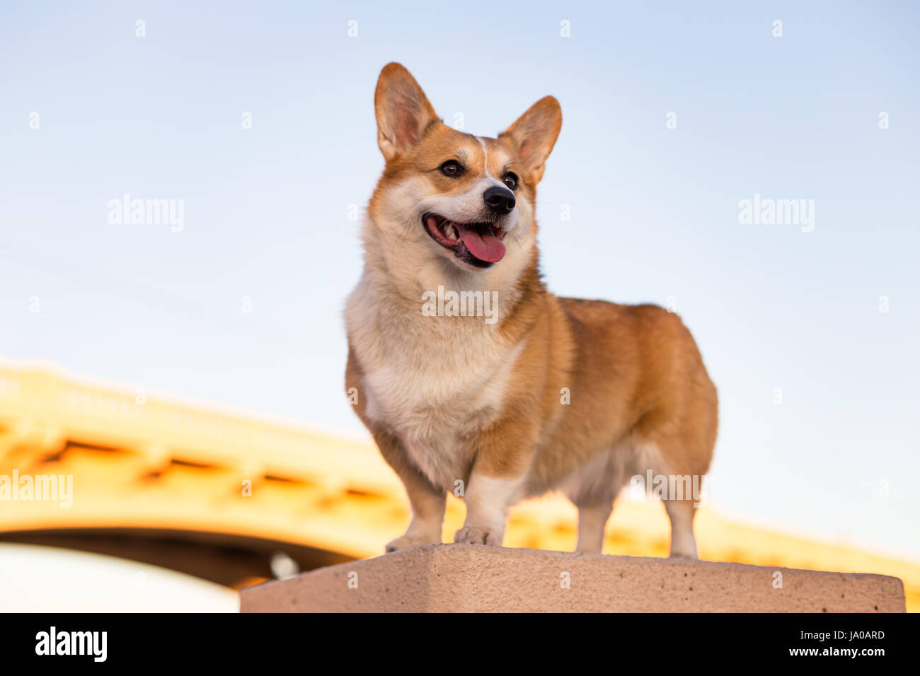 Pembroke welsh corgi hi-res stock photography and images - Alamy