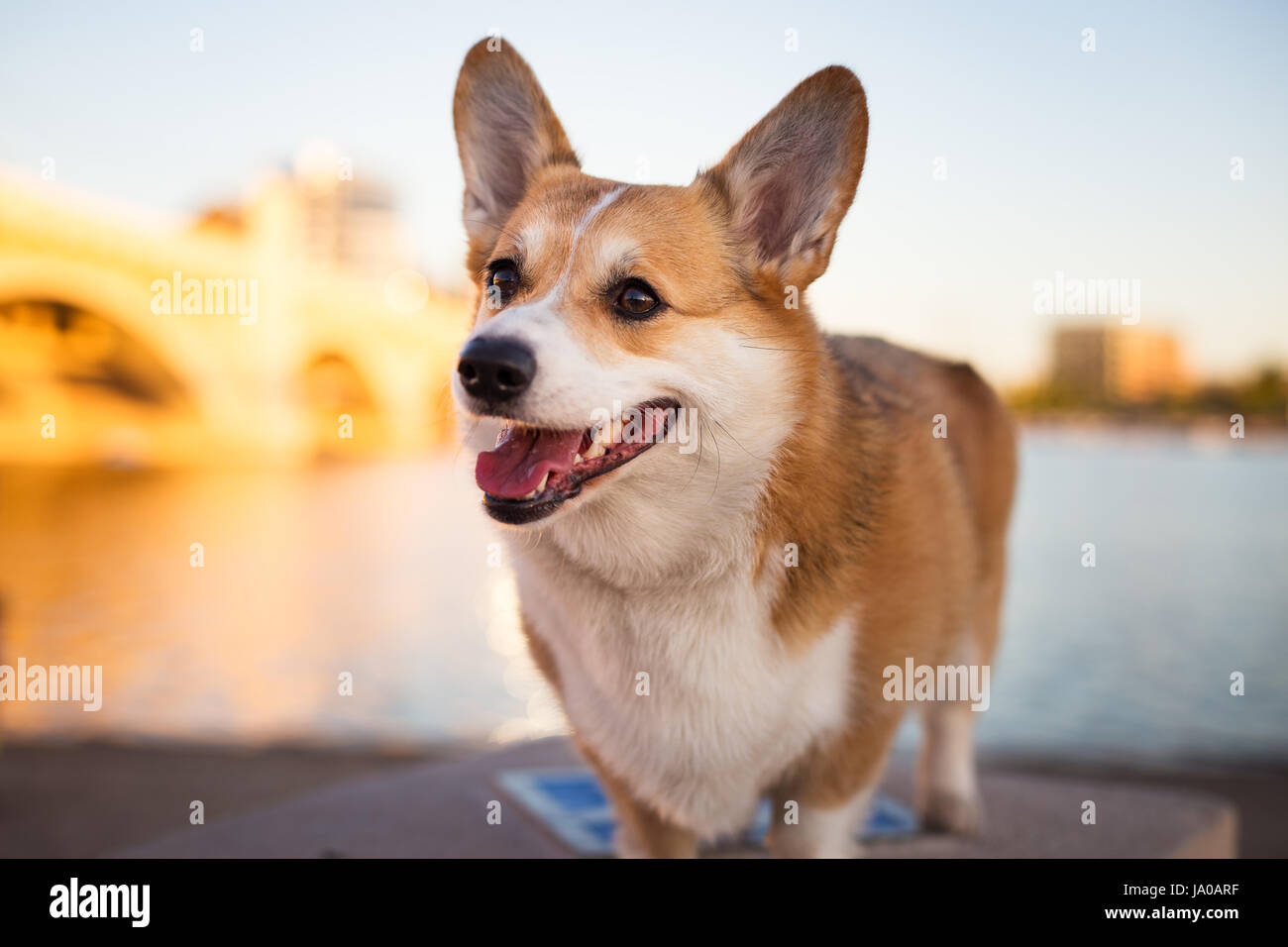 Pembroke Welsh Corgi standing outdoors Stock Photo - Alamy