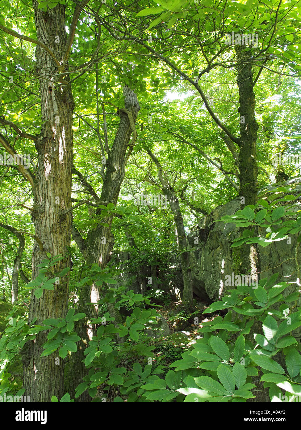 environment, enviroment, lawn, green, forest, leaves, foliage, nature ...