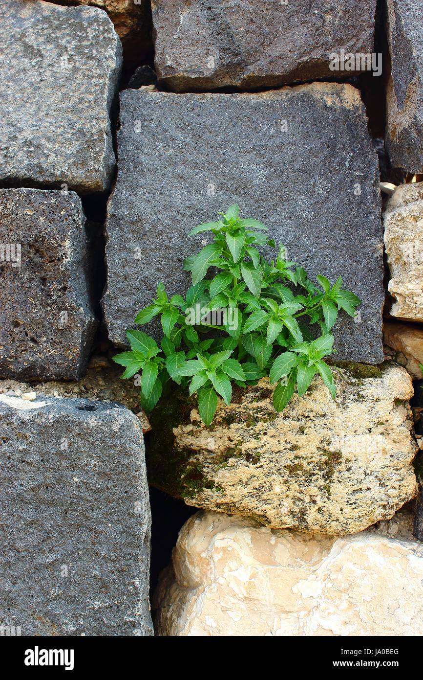 historical, city, town, environment, enviroment, art, model, design ...