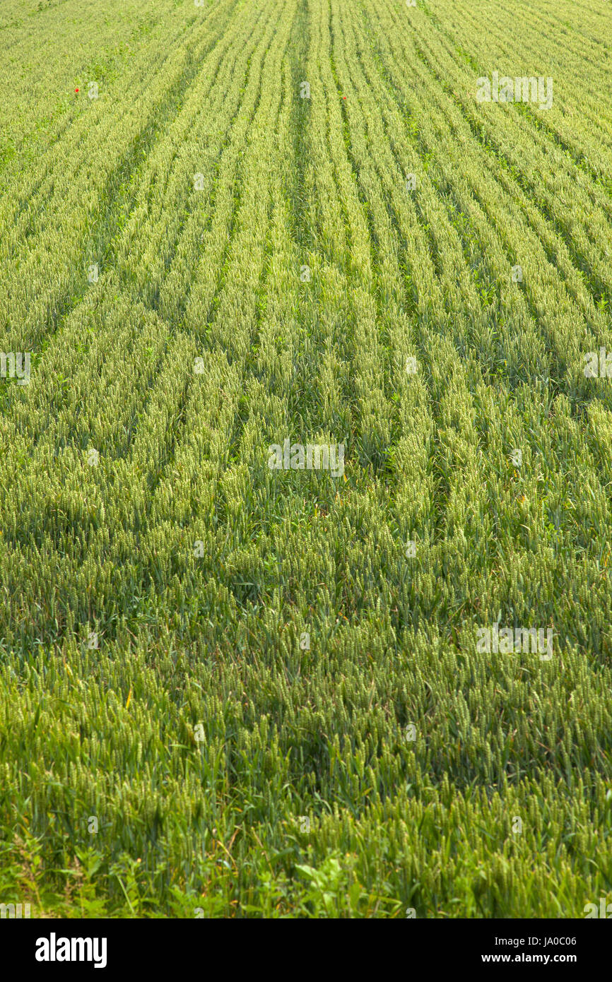 field, cultivation, plants, space, agriculture, farming, field, summer ...