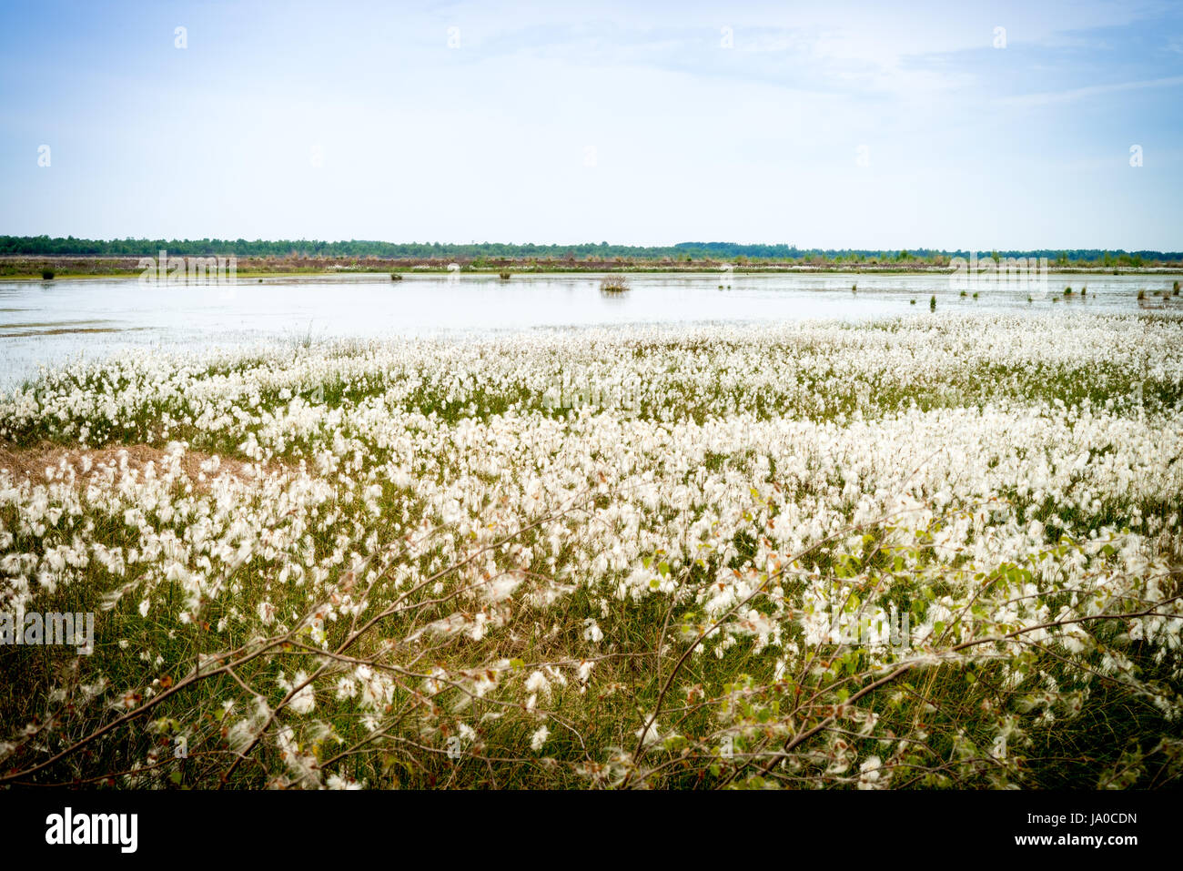 marshy landscape - vintage Stock Photo - Alamy