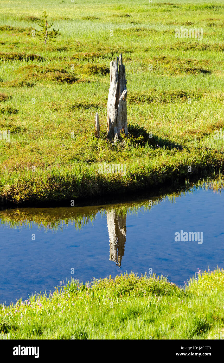 single, environment, enviroment, colour, tree, park, wood, brown ...