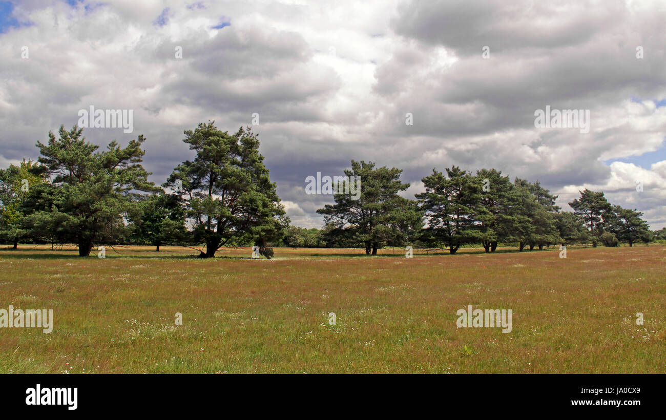 pines on sandy dry grasslands in wiesental Stock Photo - Alamy