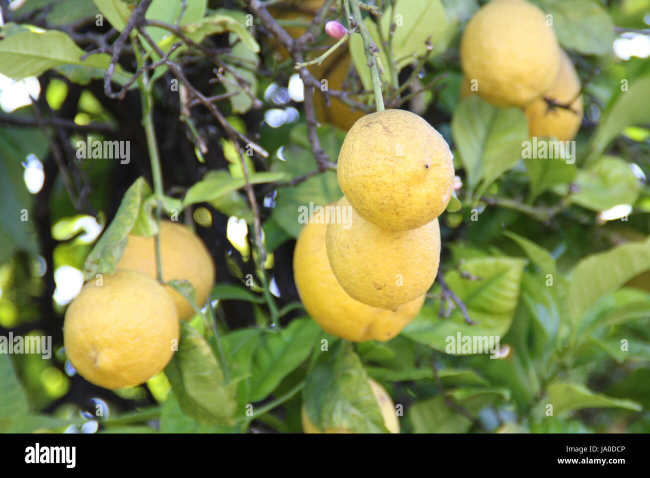 tangy citrus fruits Stock Photo - Alamy
