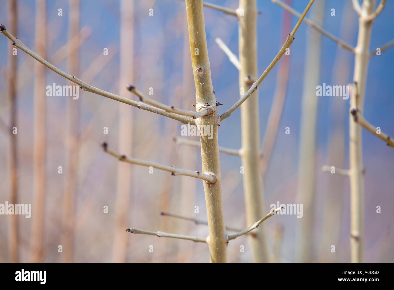 Tall Skinny Thin High Resolution Stock Photography and Images - Alamy