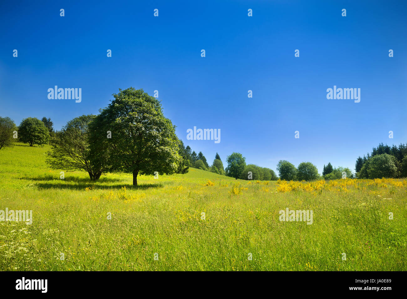 idyllic rural scene with green meadow and blue sky Stock Photo - Alamy